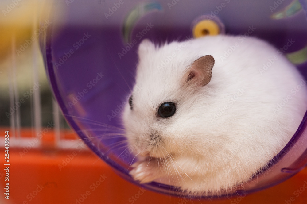 Cute White Hamsters