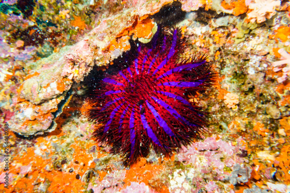 Crown of thorns starfish on the coral reef of the Indian ocean. Stock ...