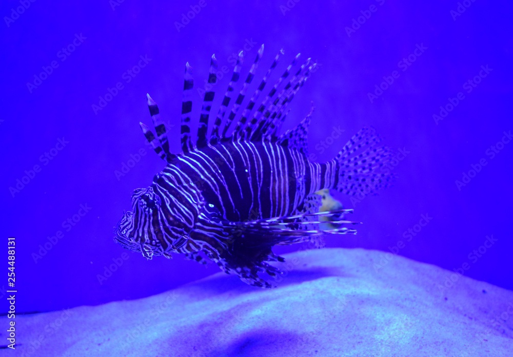 Zebrafish ( firefish, tastyfish) is a genus of venomous marine fish, it ...