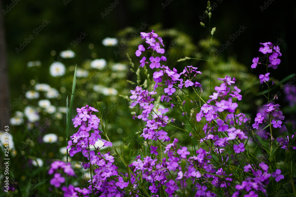 fioletowe kwiaty Stock Photo | Adobe Stock