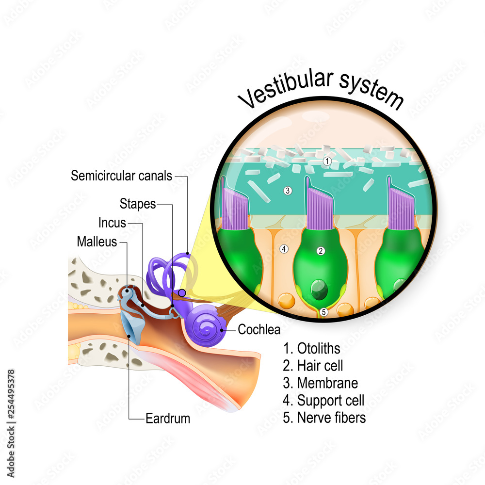 Vestibular system. inner ear with cochlea. Closeup of hair cells in a ...