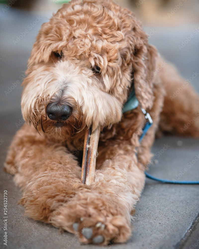 selective focus photography of toy poodle Stock Photo | Adobe Stock