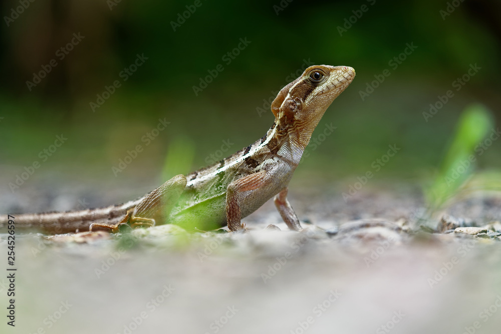 Brown Basilisk - Basiliscus vittatus, referred to as the striped ...