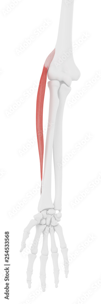 3d rendered medically accurate illustration of the Extensor Carpi ...