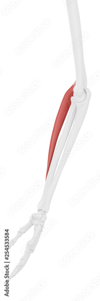 3d rendered medically accurate illustration of the Extensor Carpi ...