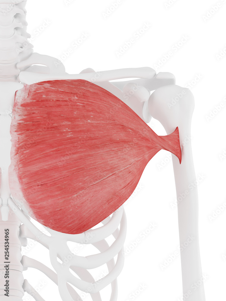 3d rendered medically accurate illustration of the Pectoralis Major ...