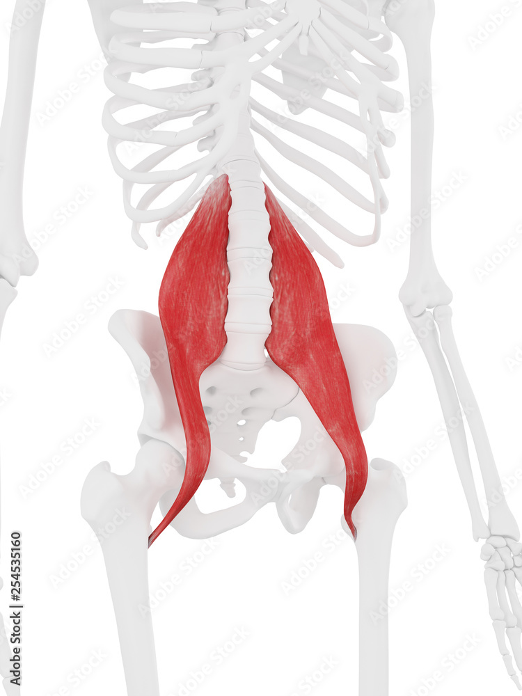 3d rendered medically accurate illustration of the Psoas Major Stock ...