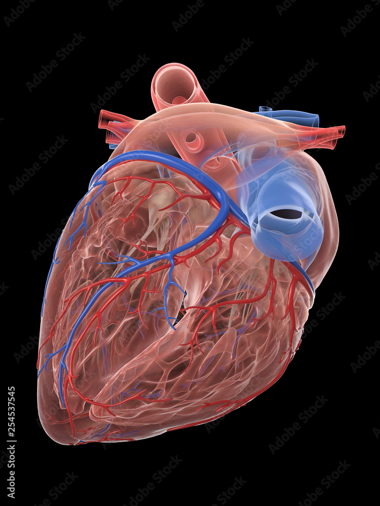 3d rendered medically accurate illustration of the human heart anatomy ...