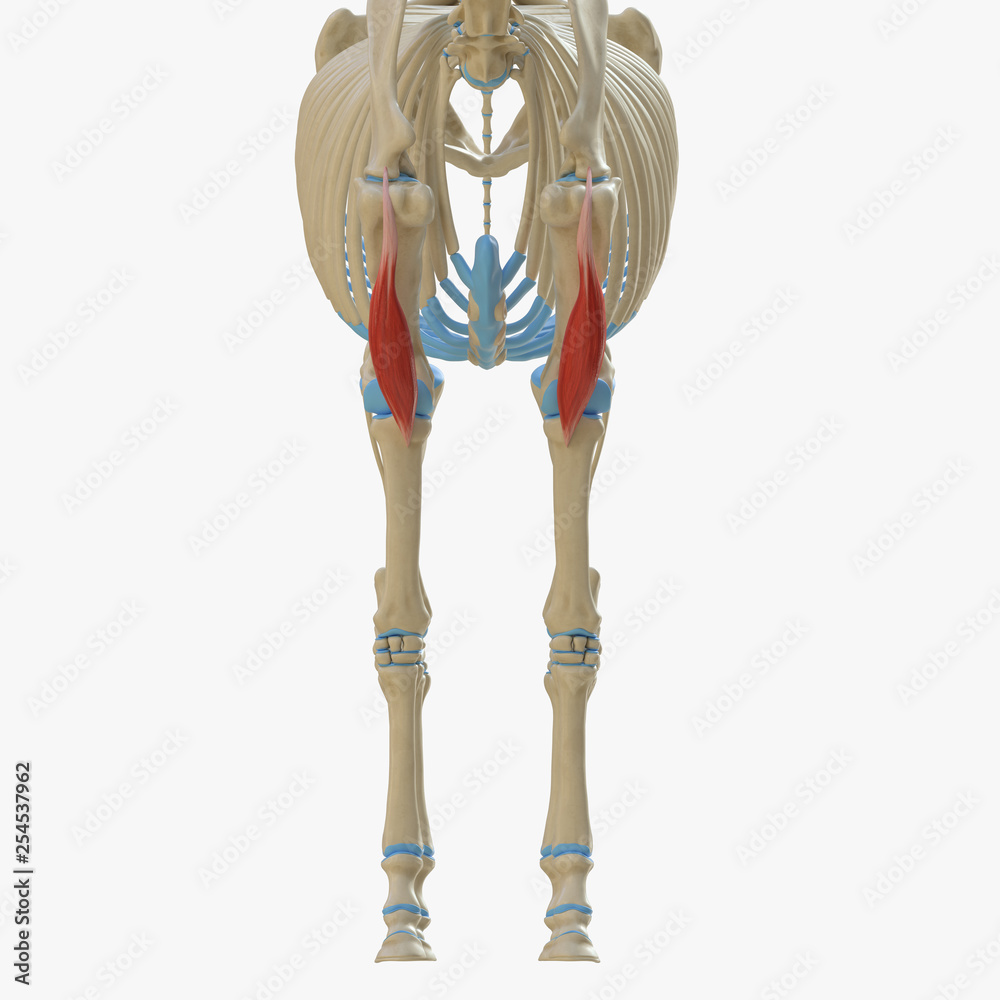 3d rendered medically accurate illustration of the equine muscle ...