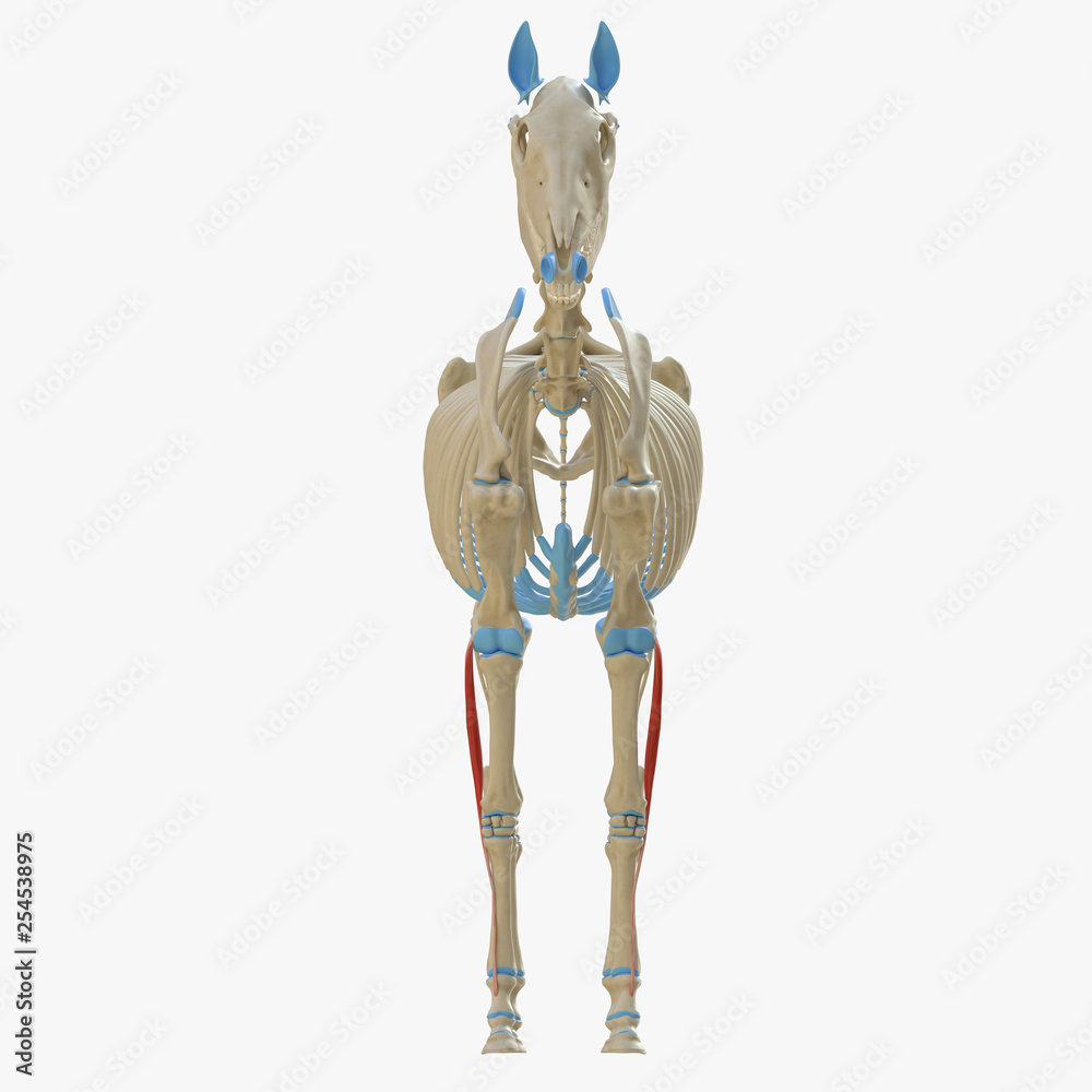 3d rendered medically accurate illustration of the equine muscle ...