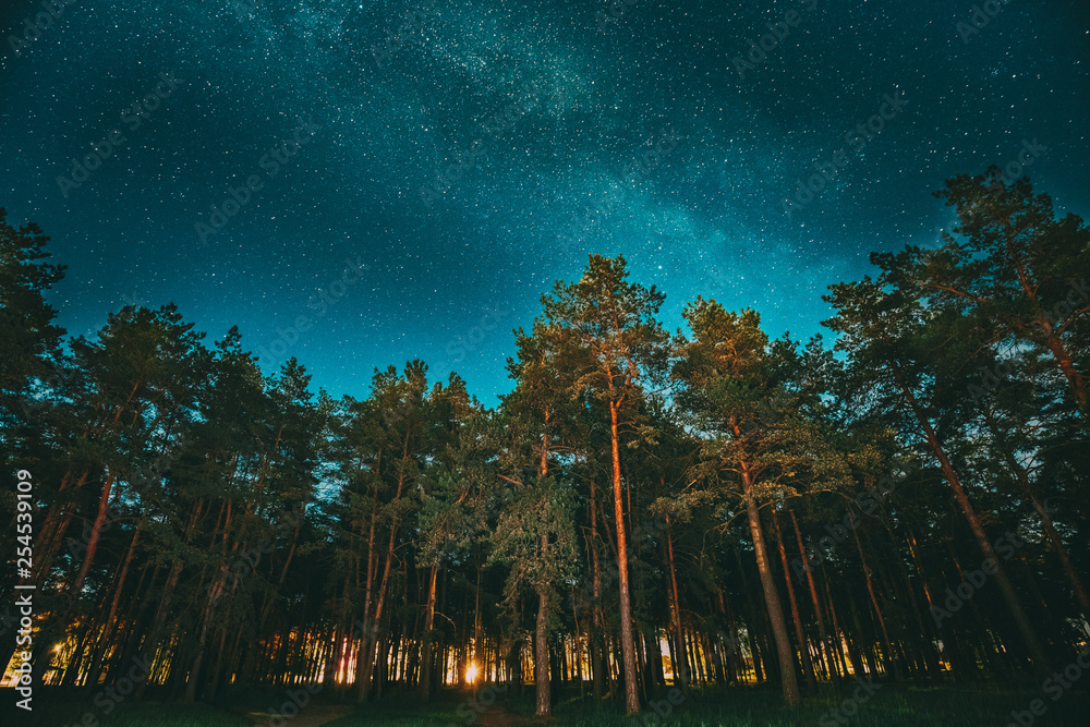 Forest At Night With Stars