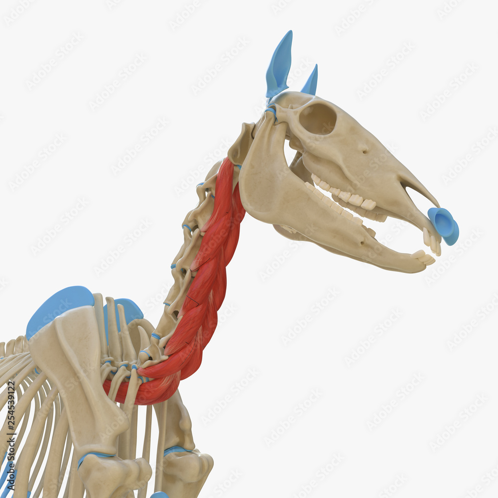 3d rendered medically accurate illustration of the equine muscle ...