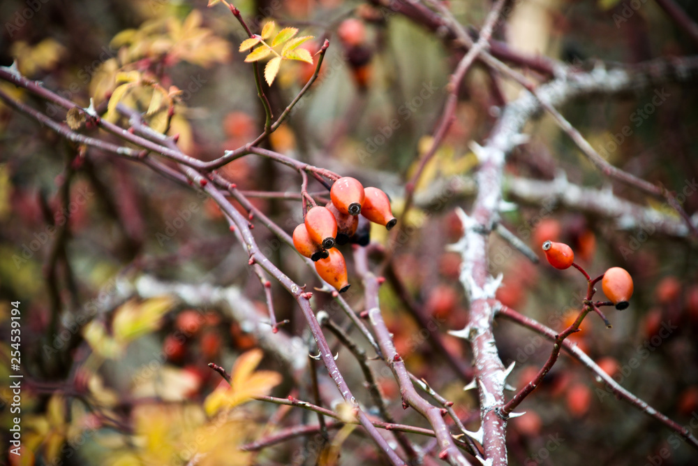 ESCARAMUJO, FRUTO DEL ROSAL SILVESTRE Stock Photo | Adobe Stock