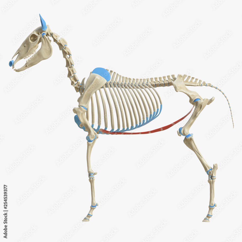 3d rendered medically accurate illustration of the equine muscle ...