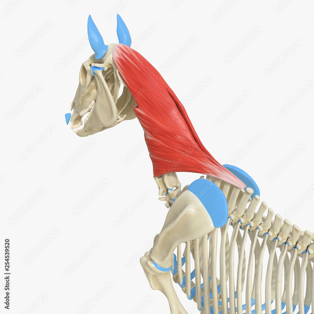 3d rendered medically accurate illustration of the equine muscle ...