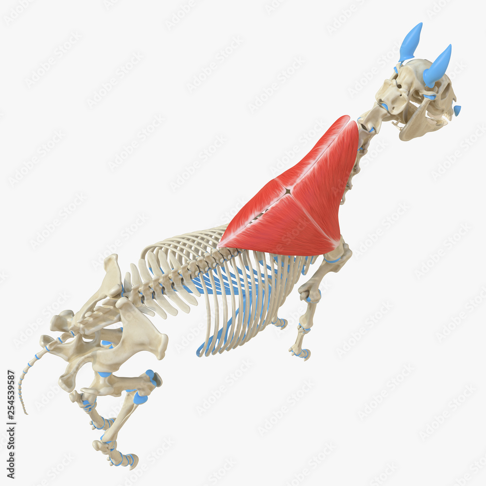 3d rendered medically accurate illustration of the equine muscle ...