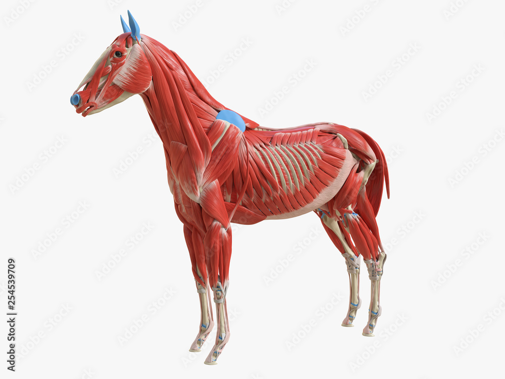 3d rendered medically accurate illustration of the equine muscle ...