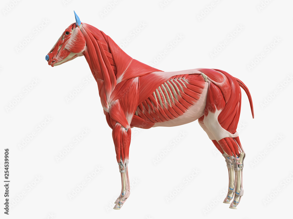 3d rendered medically accurate illustration of the equine muscle ...