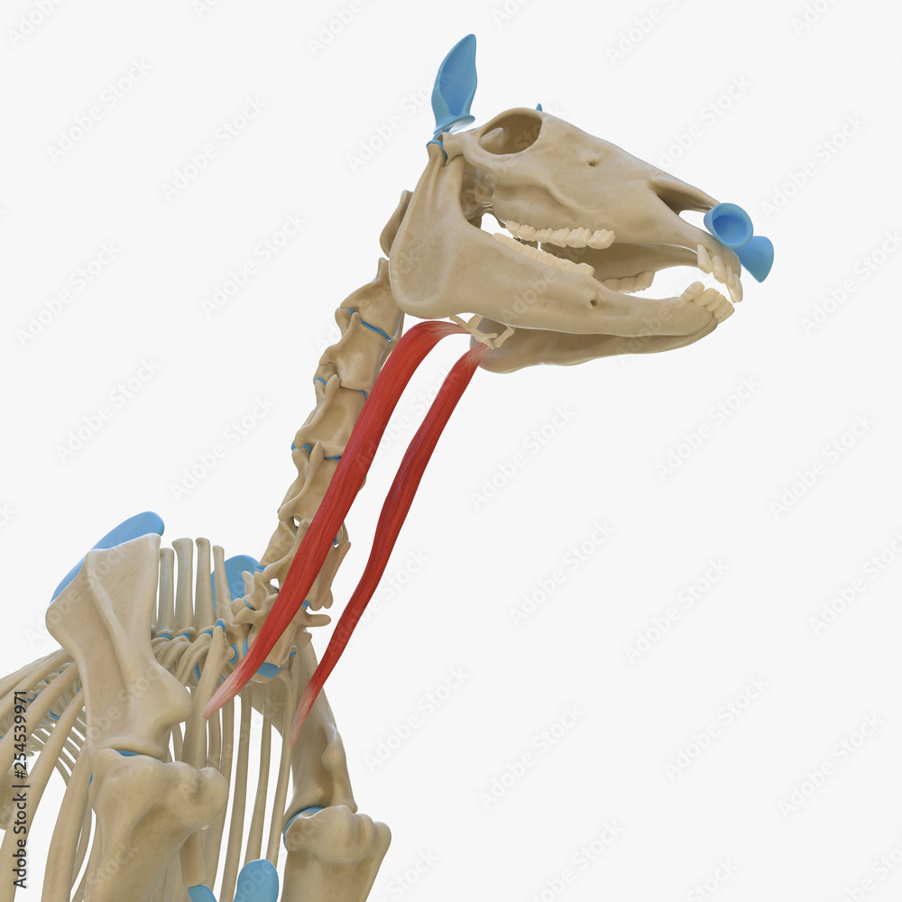 3d rendered medically accurate illustration of the equine muscle ...