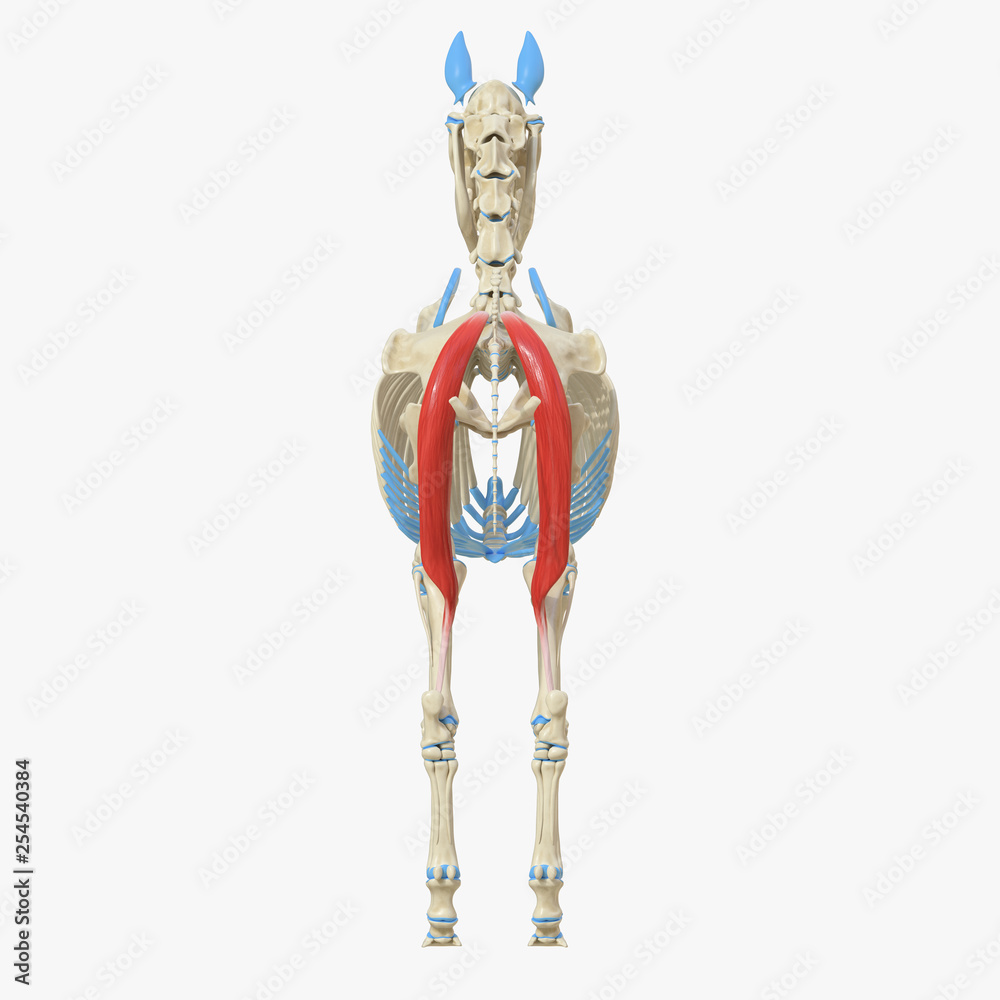 3d rendered medically accurate illustration of the equine muscle ...
