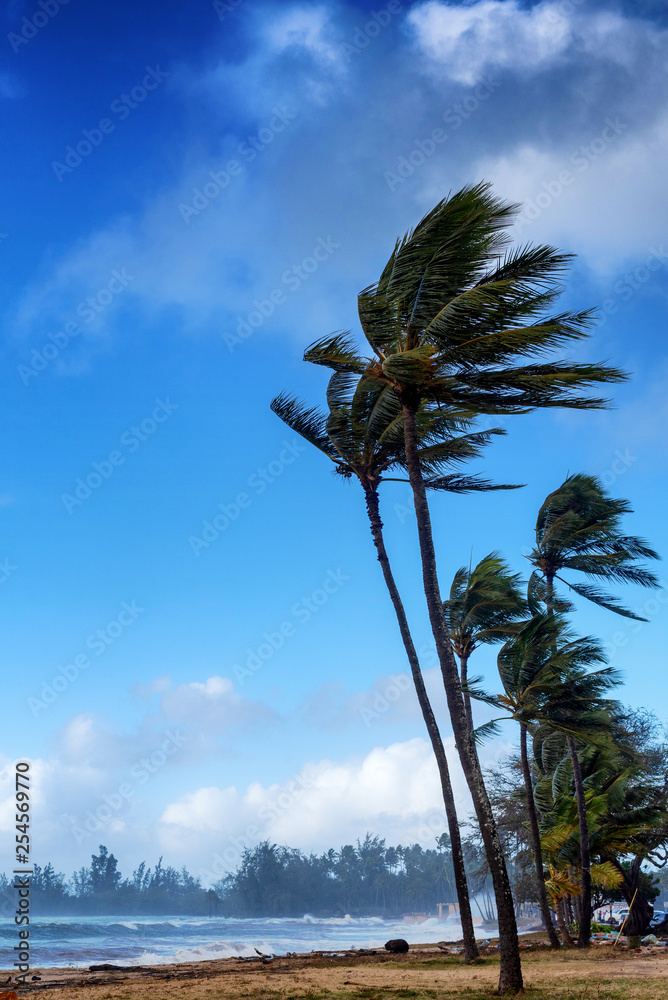 Windy day at Alii Beach Park in Haleiwa on Oahu's north shore Stock ...