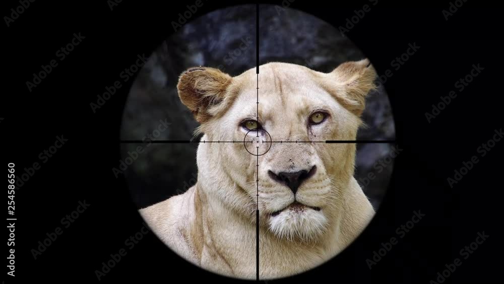 Female Lion Seen in Gun Rifle Scope. Wildlife Hunting. Poaching ...
