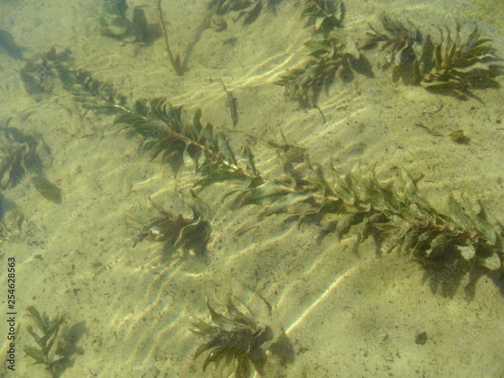 Underwater plants Potamogeton perfoliatus on the sandy bottom and wavy ...