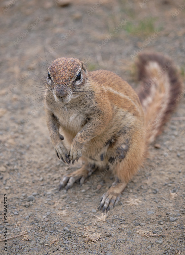 Ground squirrel standing on its hind legs looking up. Long fluffy tail ...