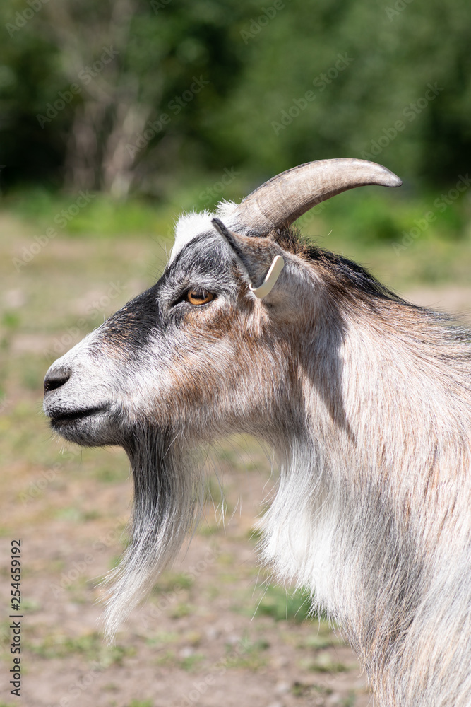 Goat Face Beard