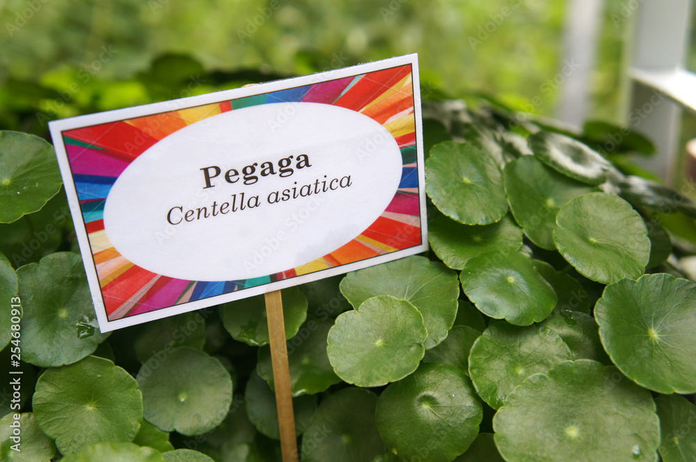 Centella asiatica plant. It is native to the wetlands in Asia. It is ...