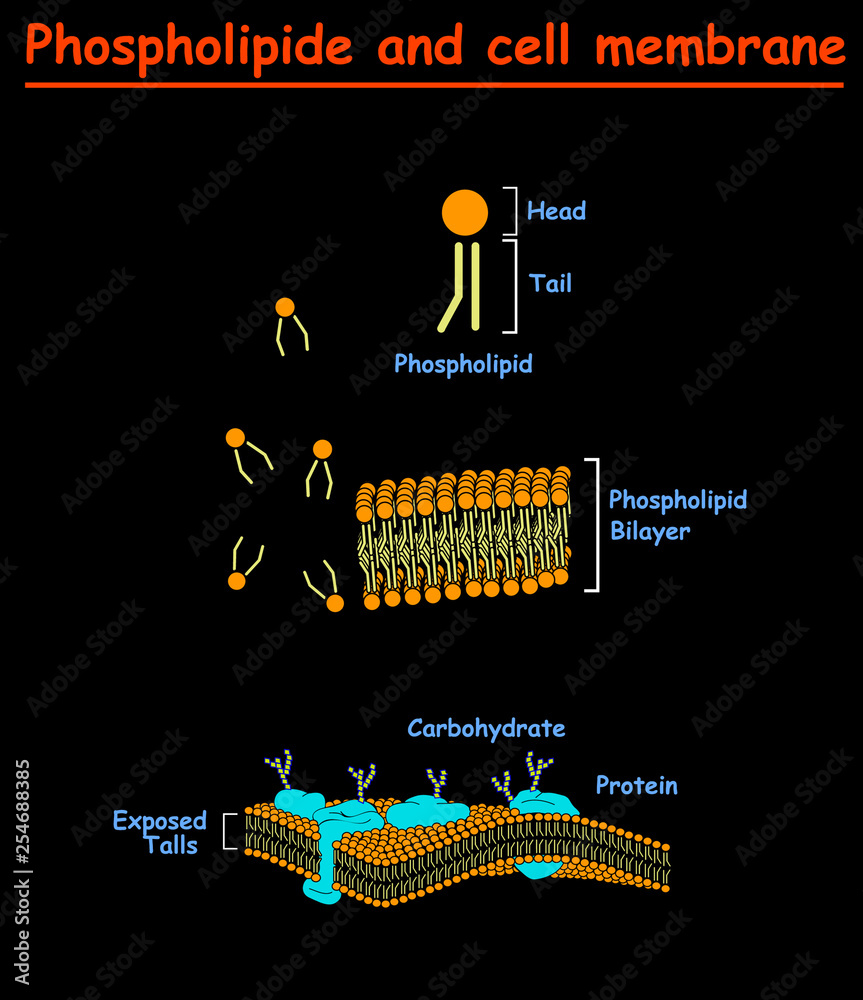 Phospholipides and Cell mambrains. cell membrane structure diagram info ...