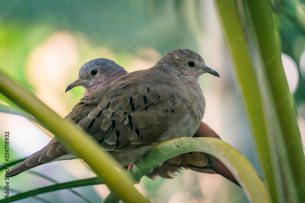 Dove in a tree brach Stock Photo | Adobe Stock