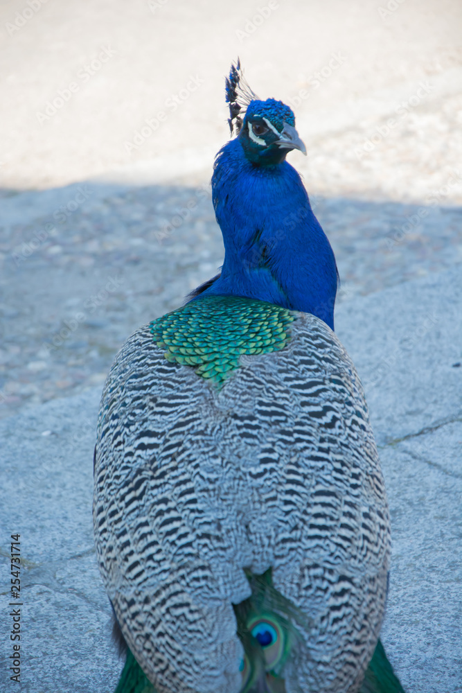 El pavo real común o Pavo cristatus, especie de ave galliforme de la ...