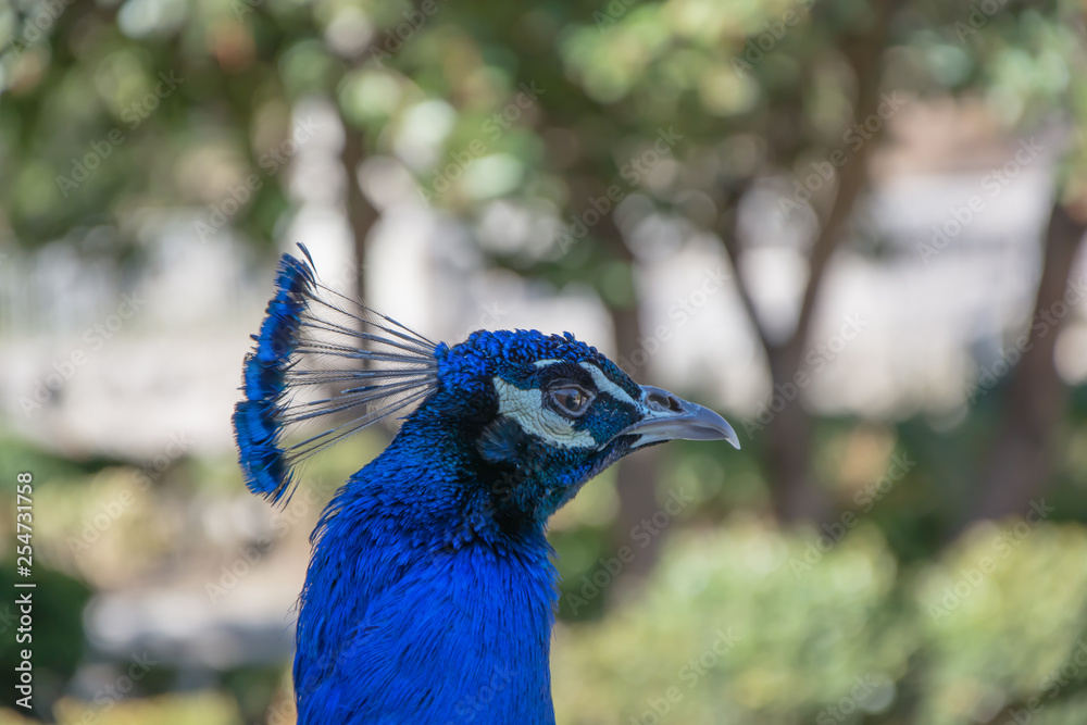 El pavo real común o Pavo cristatus, especie de ave galliforme de la ...