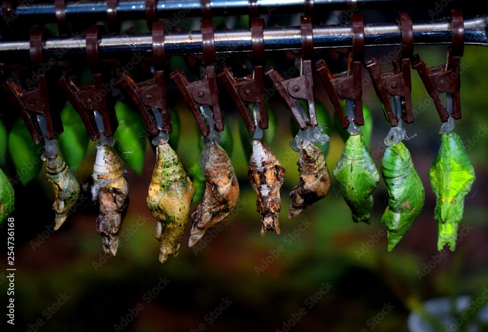 Butterfly farming is the breeding of pupae for sale to local butterfly ...