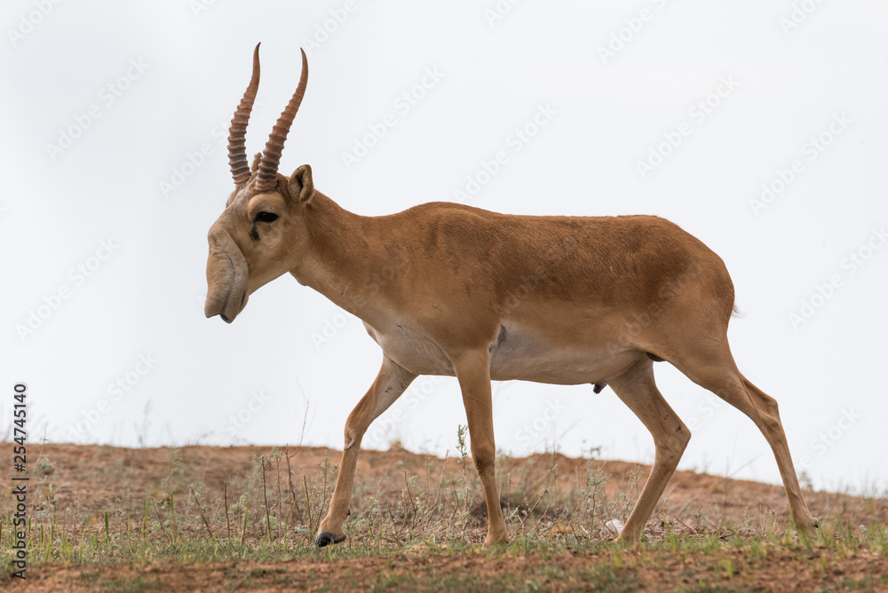 Powerful saiga male. Saiga tatarica is listed in the Red Book, Chyornye ...
