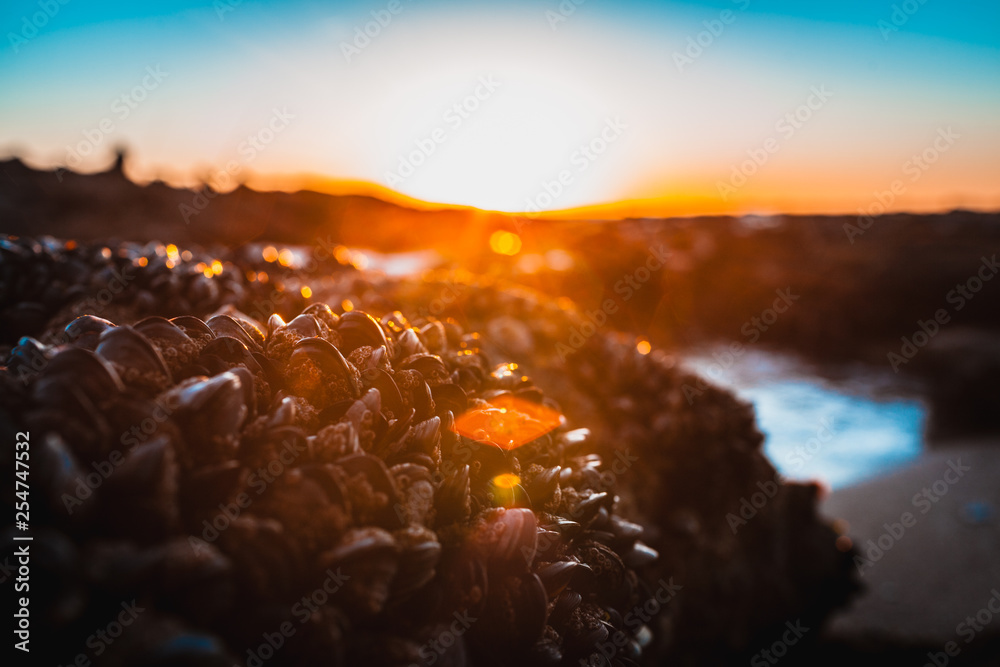 Sea life clamps barnacles during sunset Stock Photo | Adobe Stock
