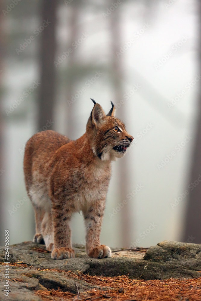 The Eurasian lynx (Lynx lynx), also known as the European or Siberian ...