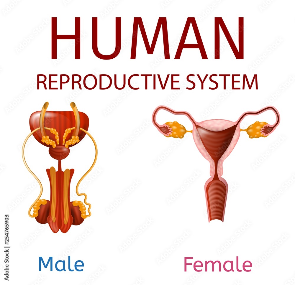 Human Reproductive System Male and Female Genitals vector de Stock ...