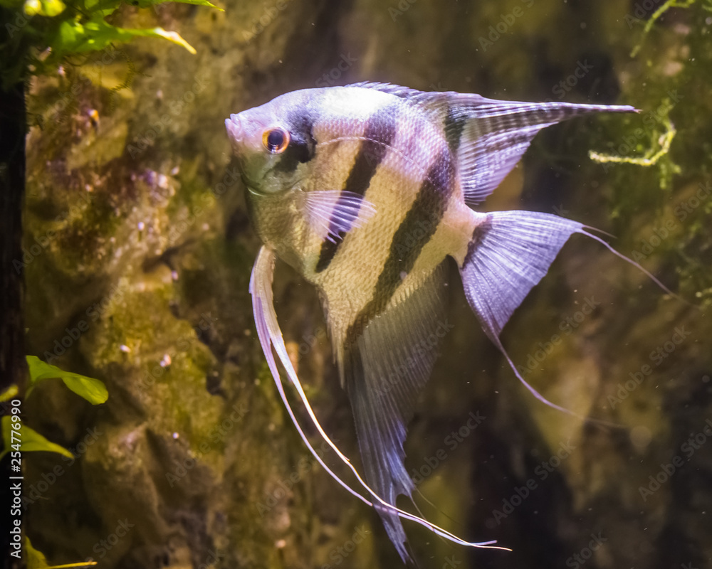 freshwater angelfish, very popular fish in aquaculture, tropical fish ...