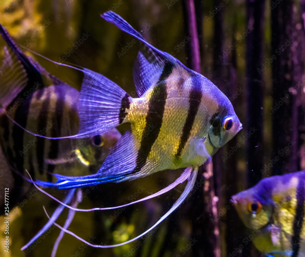 freshwater angelfishes swimming in the water, closeup of angelfish ...