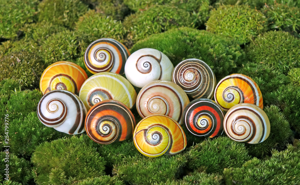 Snails : Polymita picta or Cuban snails one of most colorful and ...