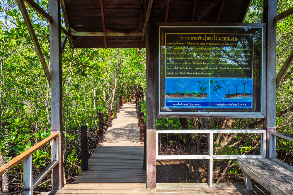 bridge wooden walking way in The forest mangrove in Chon Buri province ...
