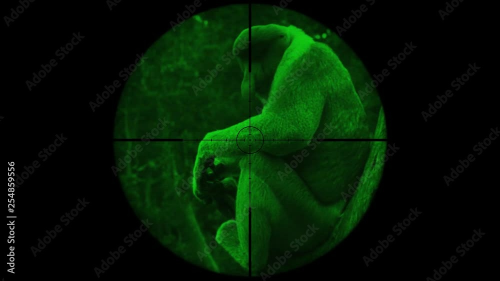 Male Proboscis Monkey (Nasalis Larvatus) Seen in Gun Rifle Scope with ...