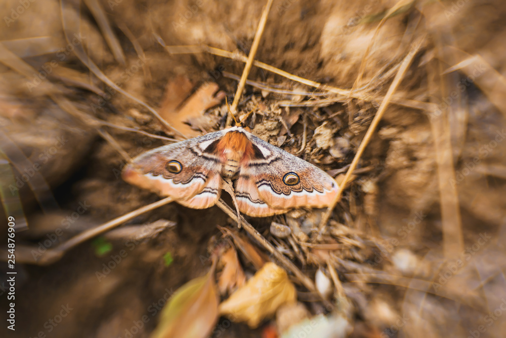 Moth light brown color. An insect with two pairs of wings. Butterfly on ...