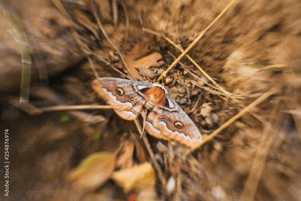 Moth light brown color. An insect with two pairs of wings. Butterfly on ...