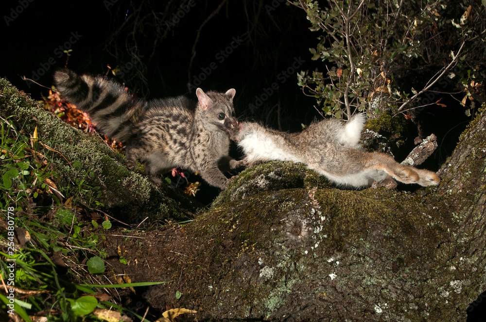 Common genet - Genetta genetta, Spain, eating a rabbit Stock Photo ...