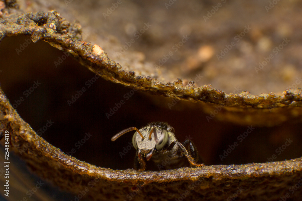 Foto de Stingless bees stand front of nest, Stingless bees gathered on ...