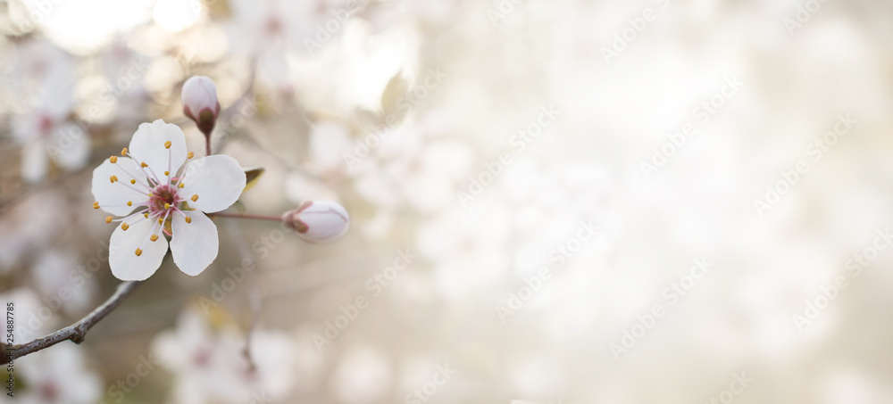 Blurred Flower Background