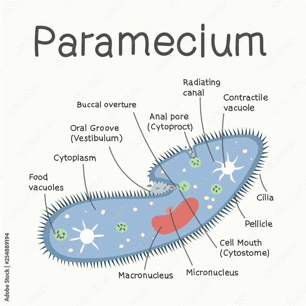 Ciliates - the structure of the microorganism. Vector graphics Stock ...